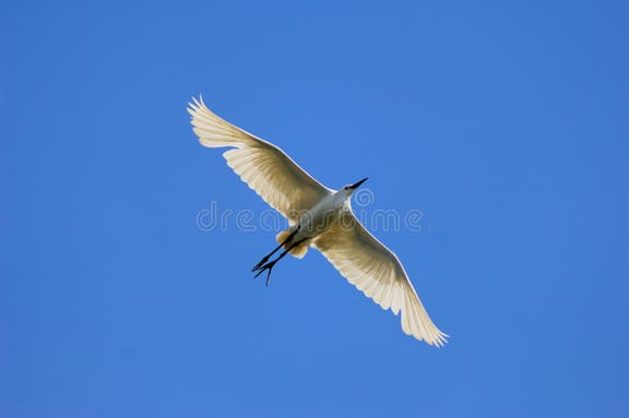 Egrets stock photo. Image of egret, beak, feet, blue, branches - 5658660