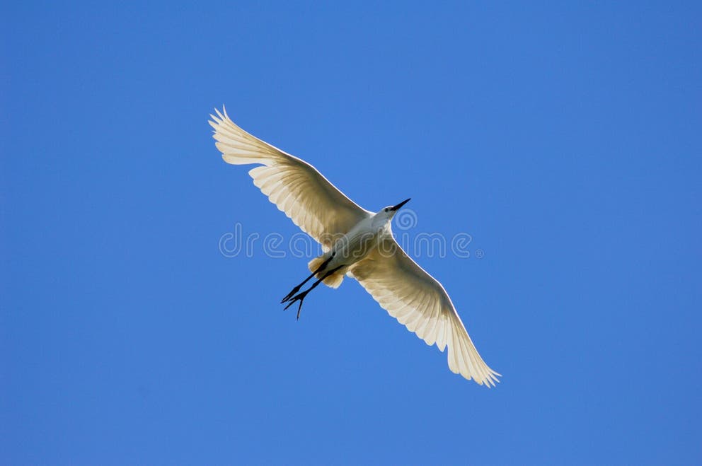 Egrets stock photo. Image of egret, beak, feet, blue, branches - 5658660