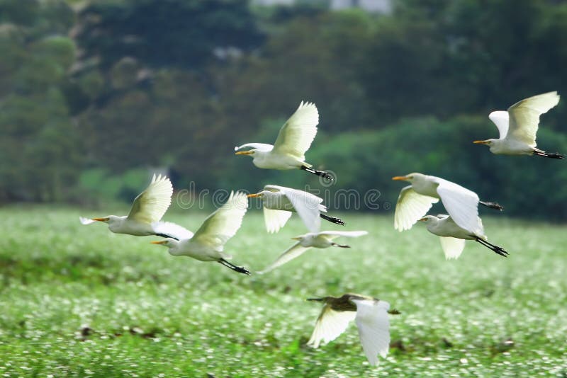 Flock of Australian Great Egret Birds Stock Image - Image of great ...