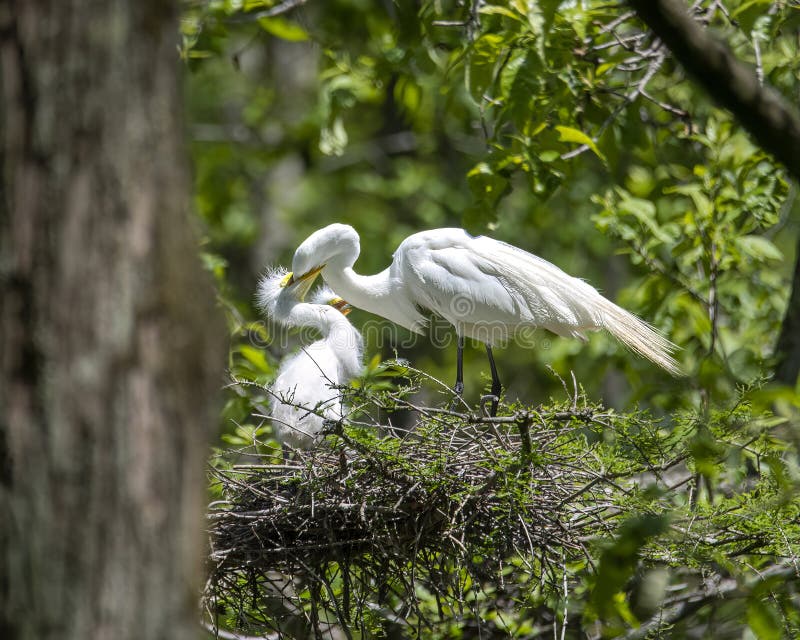 Egrets nesting in a Tree stock image. Image of wildlife - 275873281