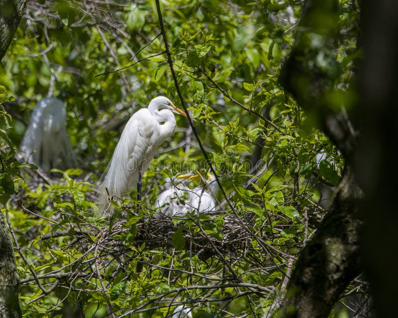 Egrets nesting in a Tree stock photo. Image of animal - 275873282