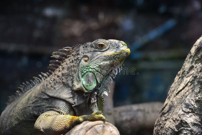 Eguana at the zoo stock photo. Image of yellow, portrait - 97617520