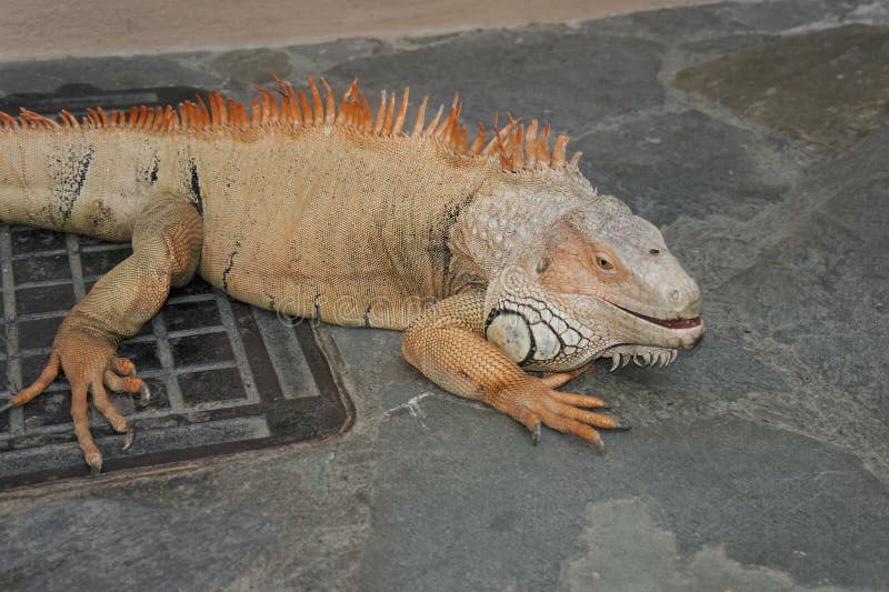 Eguana at the zoo stock photo. Image of yellow, portrait - 97617520
