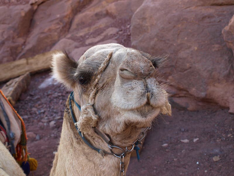 Egypt Camel Picture. Image: 8075337