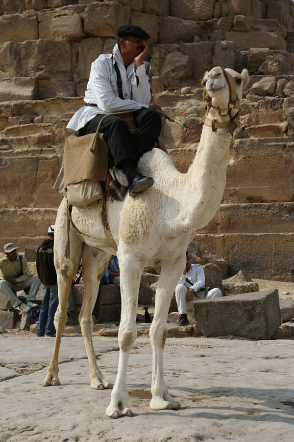 Egypt Camel Rider editorial stock photo. Image of dune - 24608043