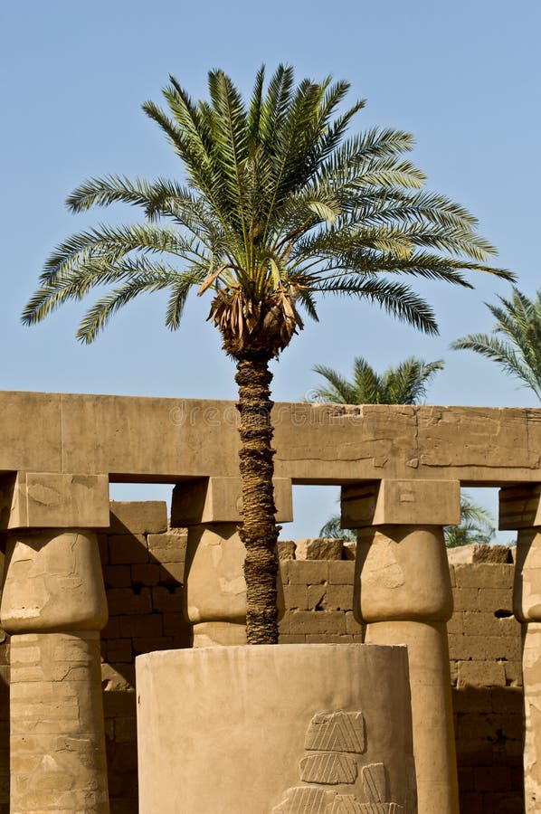 Egypt Palm in Temple of Karnak Stock Image - Image of nile, emperor ...