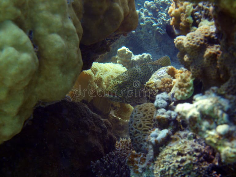 Egypt Underwater Red Sea Taba Fish Stock Photo - Image of egypt ...