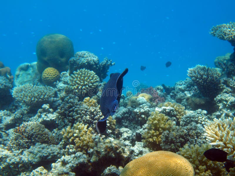 Egypt Underwater Red Sea Taba Fish Stock Photo - Image of egypt, wild ...