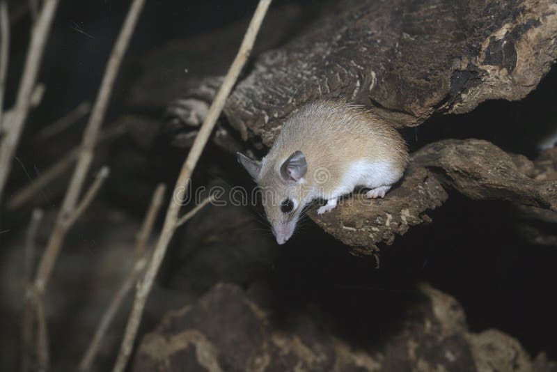 Eastern or Arabian Spiny Mouse, Acomys Dimidiatus Stock Photo - Image ...