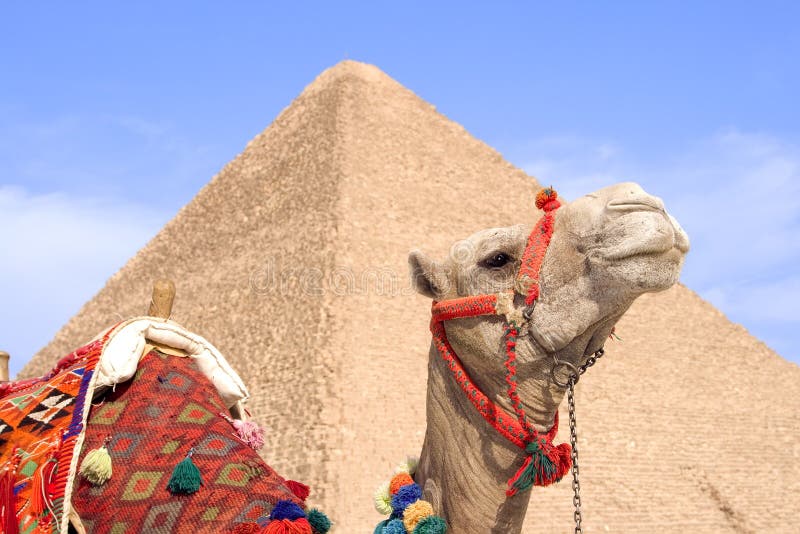 Camel Walking Pyramids stock image. Image of iconic, cheops - 17123769