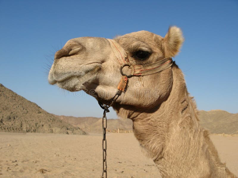 Egyptian Camel stock image. Image of camels, resting, blue - 4001105