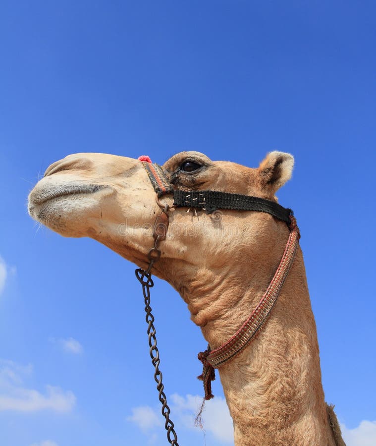 Egyptian camel stock photo. Image of animal, creature - 38317788