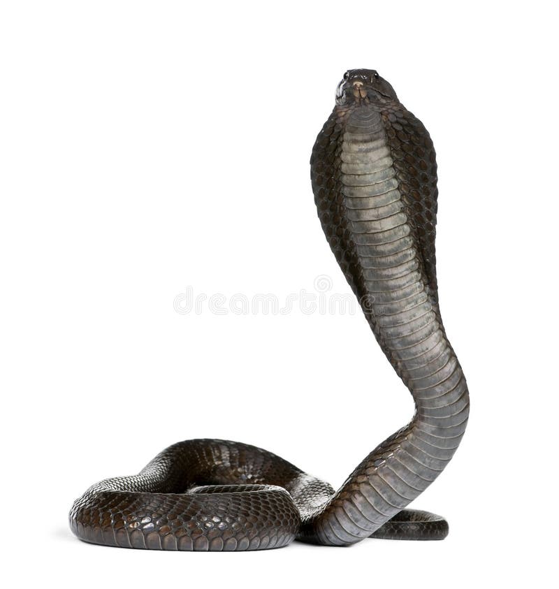 Egyptian Cobra in Front of a White Background Stock Image - Image of ...