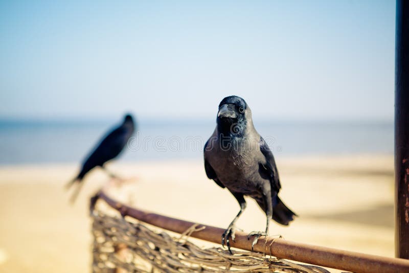 Egyptian Crows stock image. Image of crow, sunny, beach - 65237865