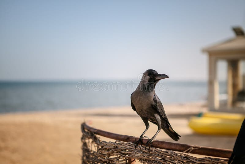 Egyptian Crows stock photo. Image of searching, curious - 65237878