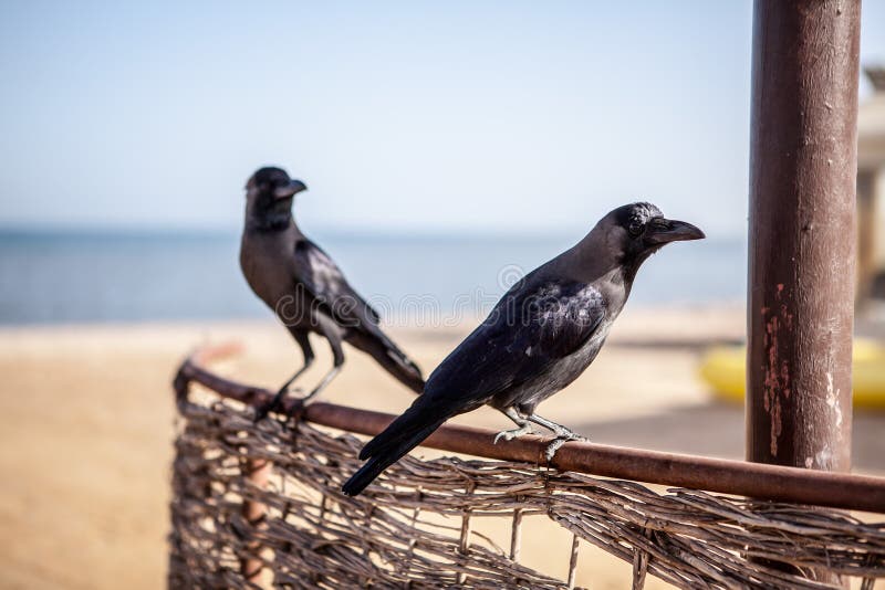 Egyptian Crows stock photo. Image of egypt, curious, fence - 65237882