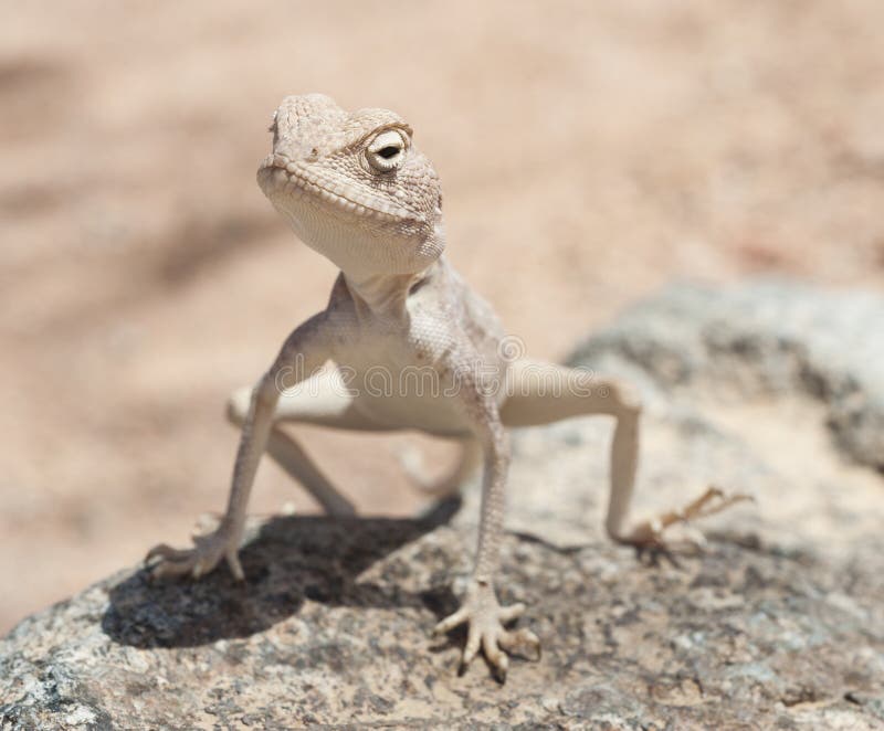 Egyptian Desert Agama Lizard on a Rock Stock Photo - Image of harsh ...
