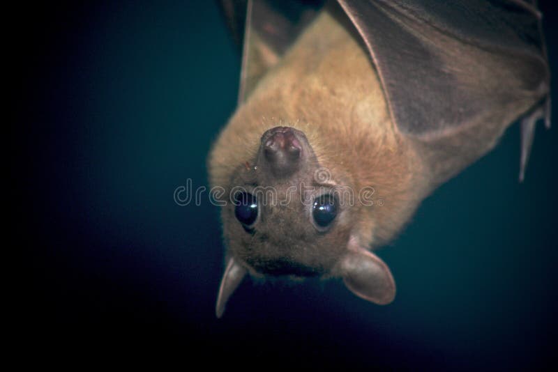 An Egyptian Fruit Bat stock photo. Image of chiroptera - 5931538