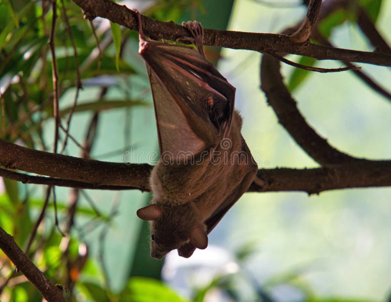 Egyptian fruit bat stock photo. Image of leaf, animal - 268440516