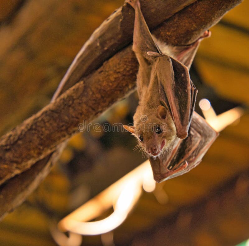 Egyptian fruit bat stock photo. Image of branch, reptile - 268440664