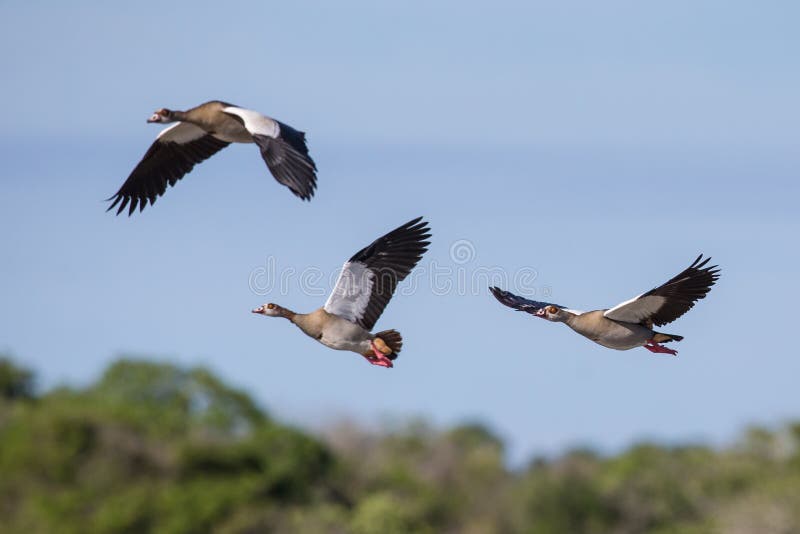 Egyptian Geese Flying South Africa Stock Photo - Image of flying, south ...