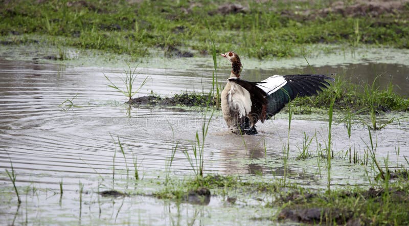 Egyptian Geese Swimming in the Okavango Delta Stock Photo - Image of ...