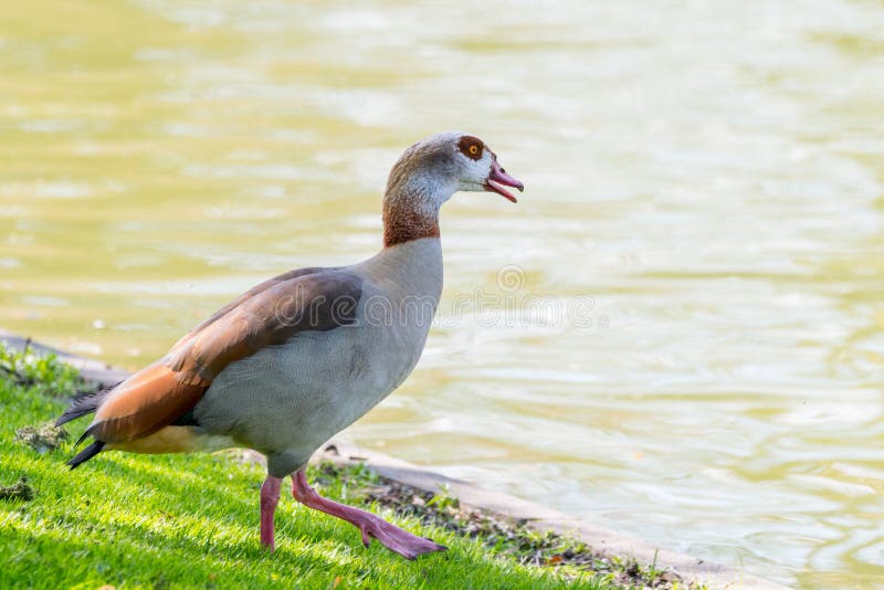 Egyptian Ghoose Sitting in Front of Lake Stock Photo - Image of africa ...