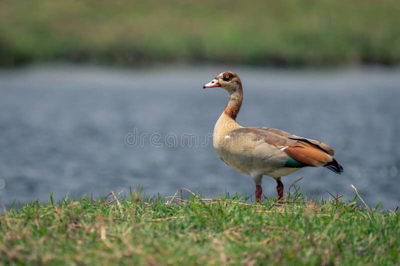 Egyptian Goos Stands on Riverbank in Profile Stock Photo - Image of ...