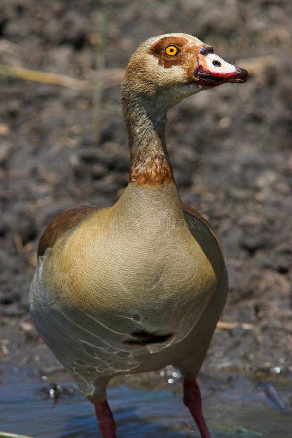 Egyptian goose stock photo. Image of alopochen, goose - 1415044