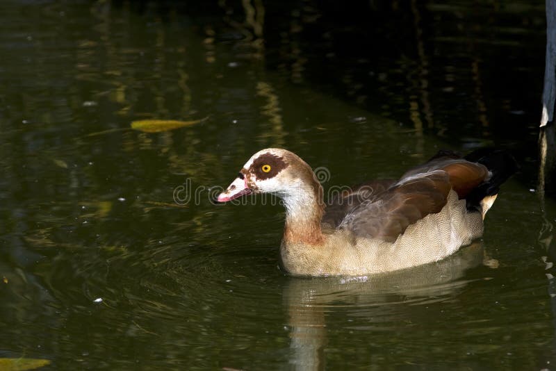 Egyptian Goose / Alopochen Aegyptiacus Stock Photo - Image of birder ...