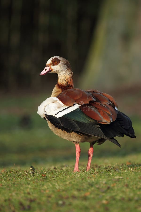 Egyptian Goose (Alopochen Aegyptiacus) Stock Image - Image of ...