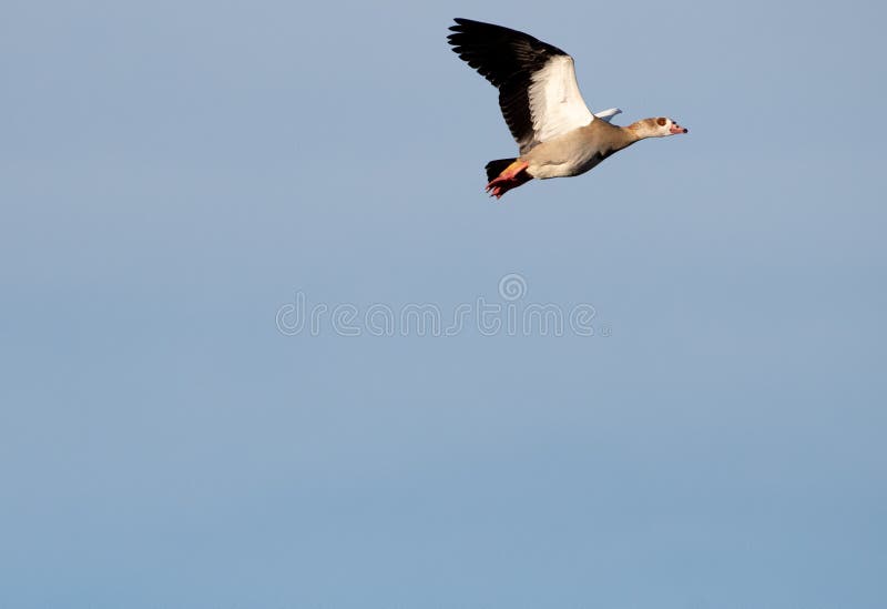 Egyptian Goose with a Blue in Flight Sky Background Stock Image - Image ...