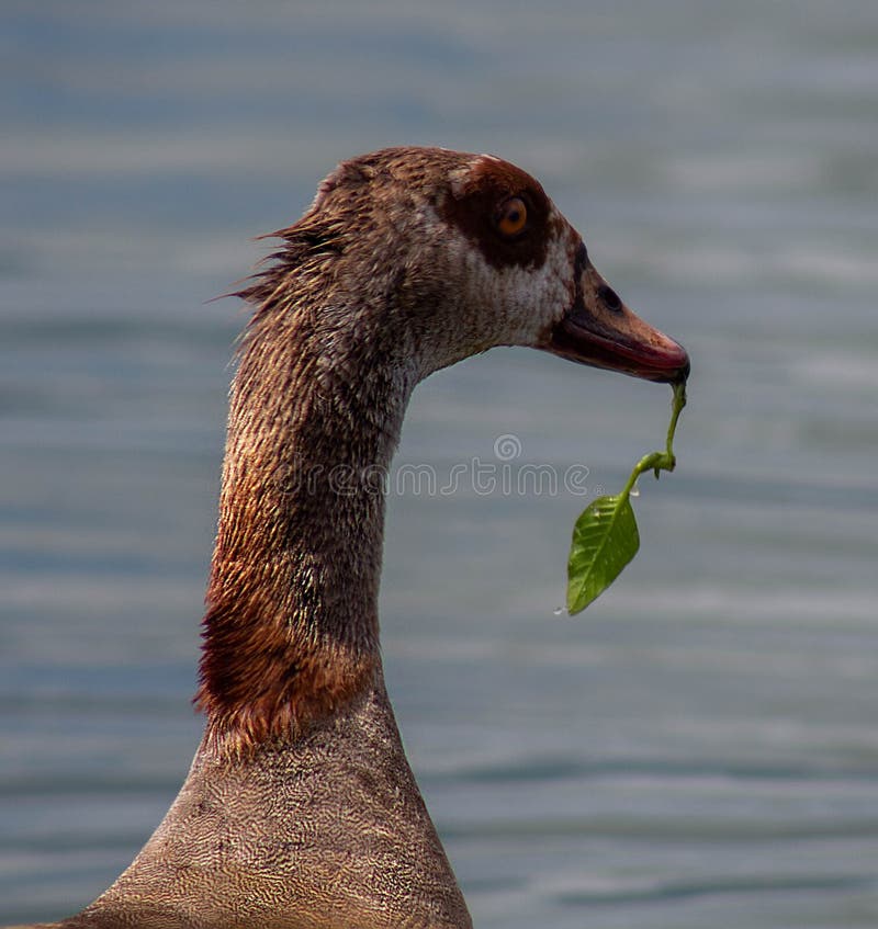 Egyptian goose stock photo. Image of water, shorebird - 265228906