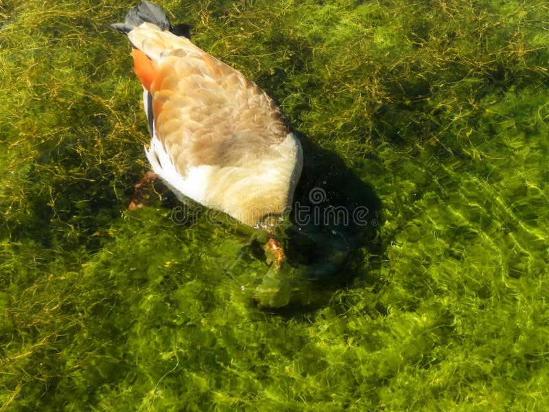 Egyptian Geese Goslings 2 stock image. Image of birds - 45198305