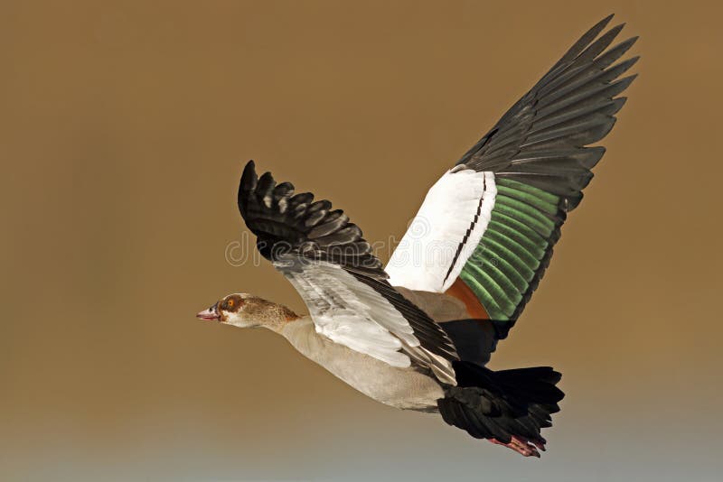 Egyptian Coloring Stock Photos - Free & Royalty-Free Stock Photos from ...