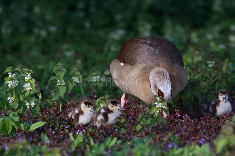 Egyptian Goose with Goslings in a Beautiful Spring Meadow Stock Photo ...