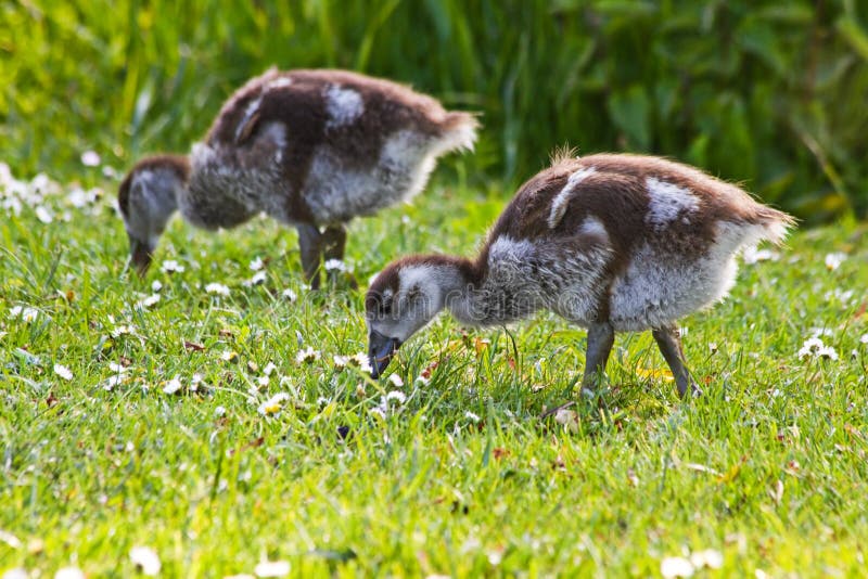 Egyptian Goose Goslings in Spring Stock Image - Image of color, animal ...