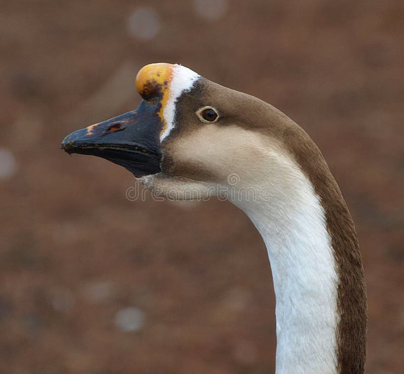 746 Goose Neck Light Stock Photos - Free & Royalty-Free Stock Photos ...