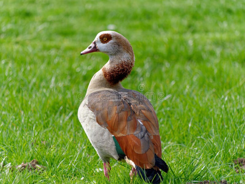 An Egyptian Goose Looking into the Camera in a Meadow. Stock Photo ...