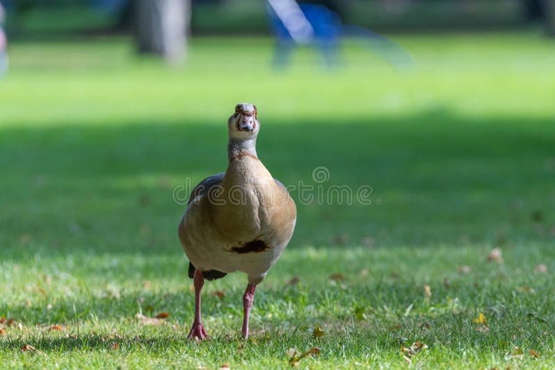 Egyptian Goose Facing Camera Stock Photos - Free & Royalty-Free Stock ...