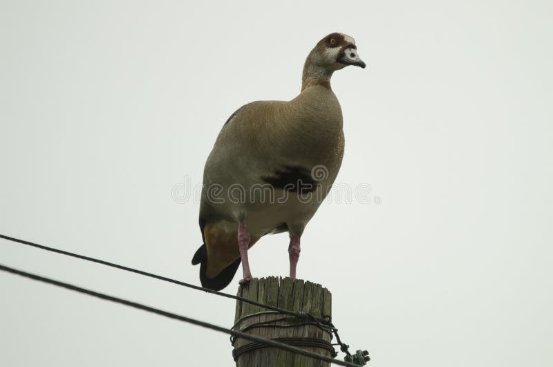 185 Goose Peck Photos - Free & Royalty-Free Stock Photos from Dreamstime