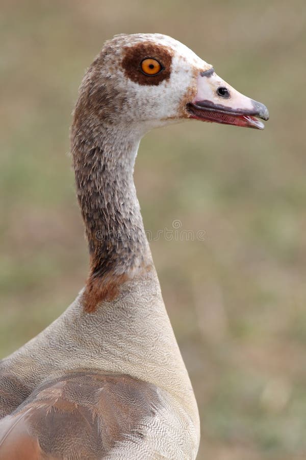 Egyptian Goose Portrait stock image. Image of birds, waterfowl - 22963843