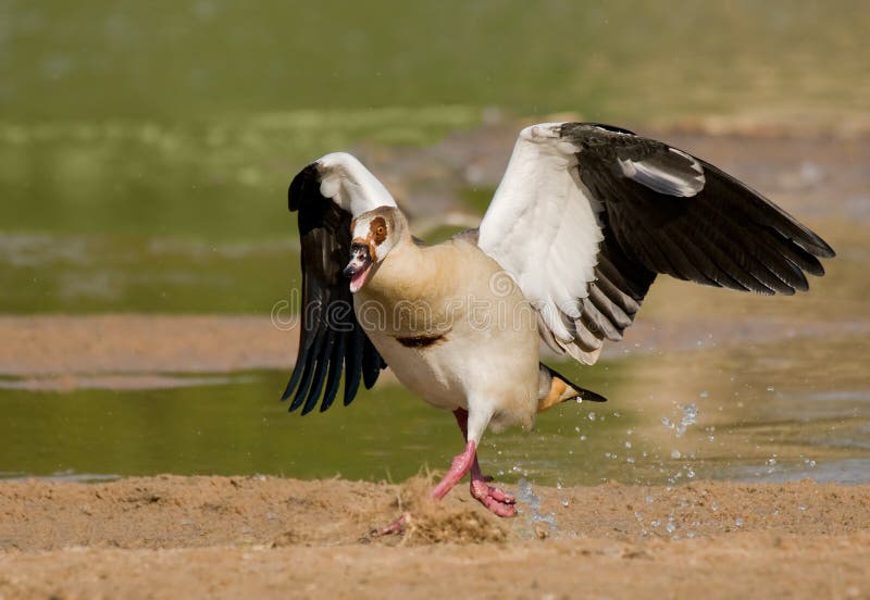Egyptian Goose Running stock photo. Image of large, flight - 19597676