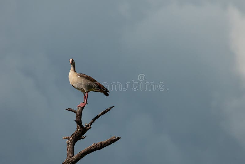 Goose in a dead tree stock photo. Image of animals, goose - 170790338