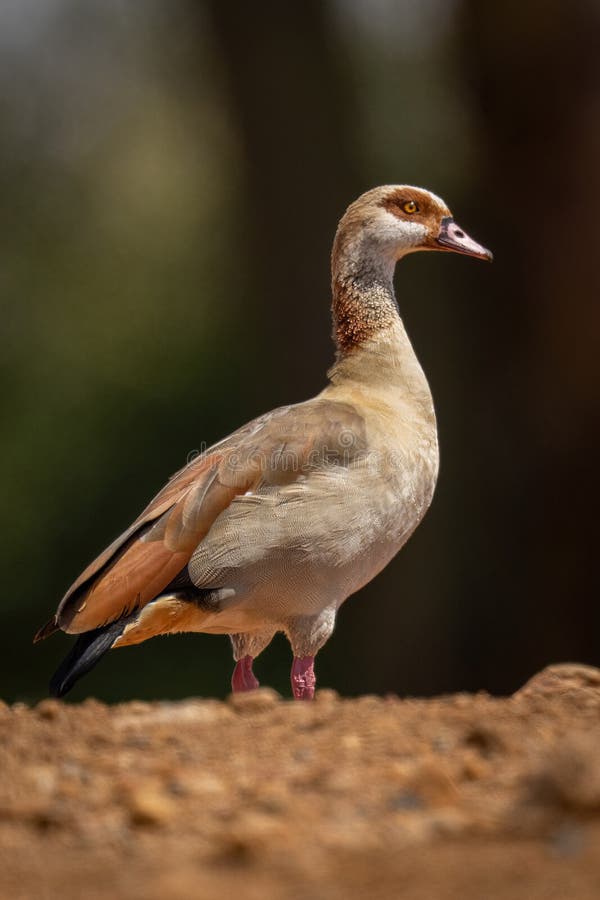 Egyptian Goose Stands on Horizon with Catchlight Stock Photo - Image of ...