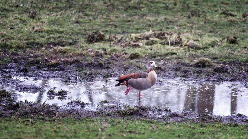 Egyptian Goose Stands One-legged in a Puddle Stock Photo - Image of ...