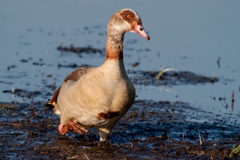 Egyptian Goose Walking in the Mud Stock Image - Image of aegyptiacus ...