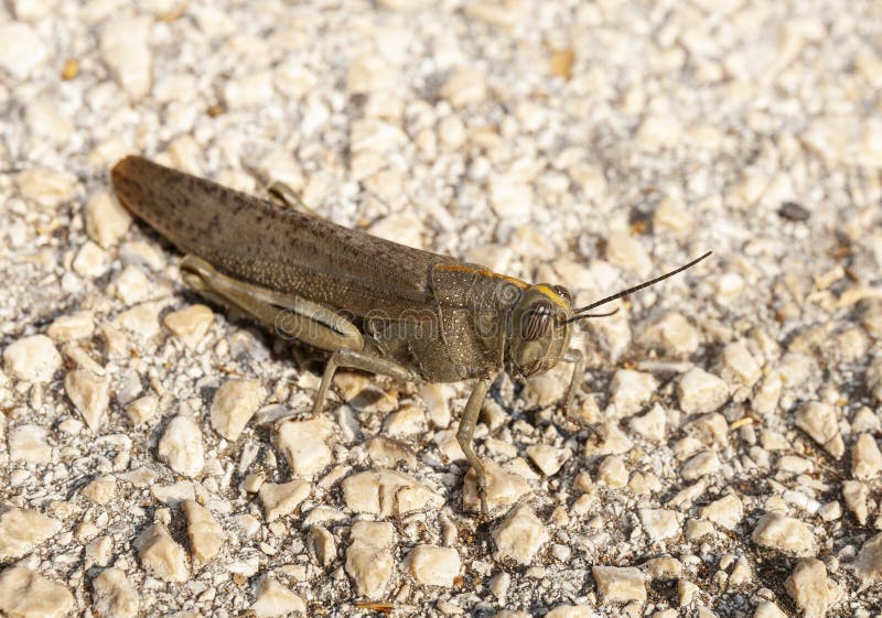 Egyptian Grasshopper Croatia Stock Image - Image of wildlife, animal ...