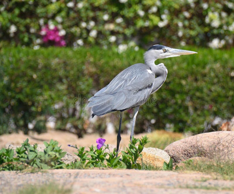 Egyptian Heron - Bubulcus Ibis Stock Image - Image of egypt, puget ...