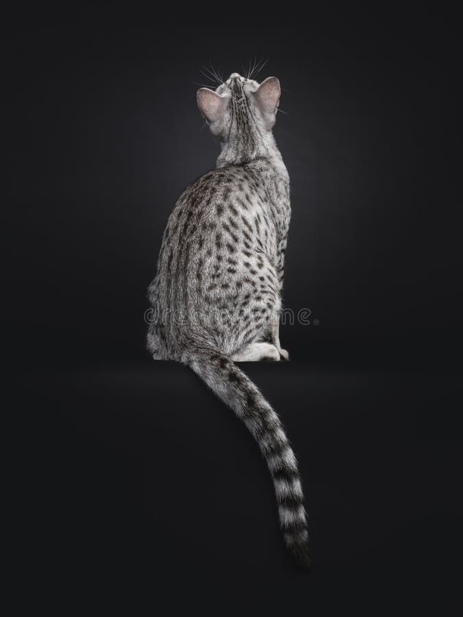 243 Mau Cat White Background Stock Photos - Free & Royalty-Free Stock ...